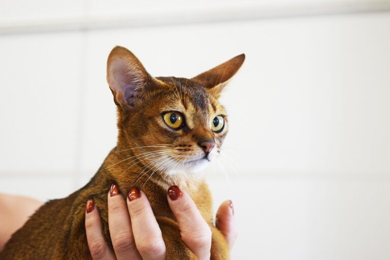 Gatto Abissino: storia, aspetto, carattere, cura e prezzo