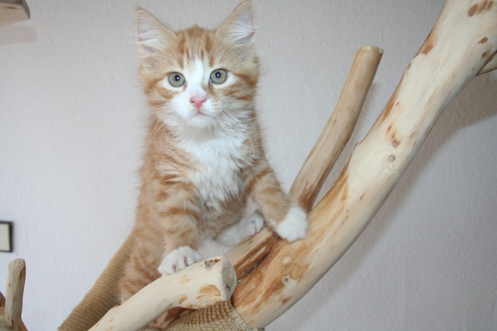 Gatto Maine Coon: storia, aspetto, carattere, cura e prezzo