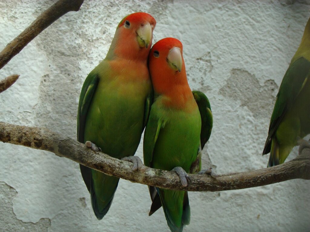 Inseparabili: storia, aspetto, carattere, cura e prezzo - Veterinari.it