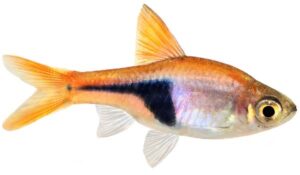 Pesce Arlecchino (Rasbora Heteromorpha)