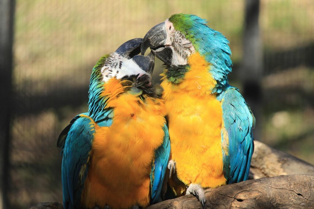 Pappagallo Ara: storia, aspetto, carattere, cura e prezzo - Veterinari.it