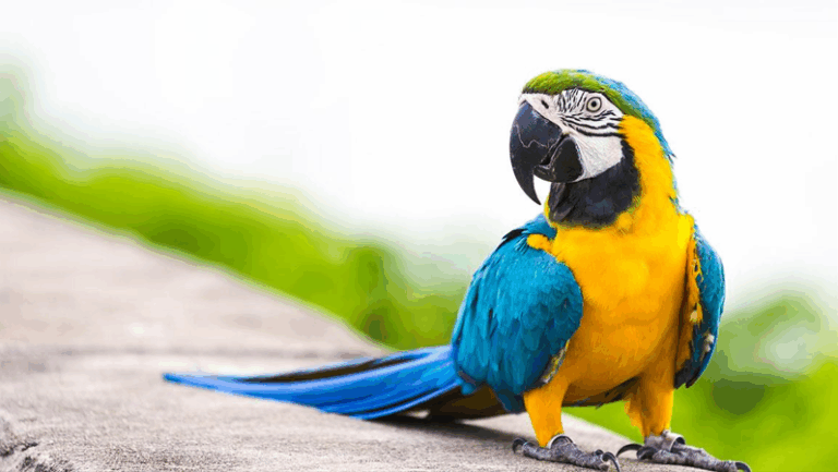 Pappagallo Ara: storia, aspetto, carattere, cura e prezzo - Veterinari.it