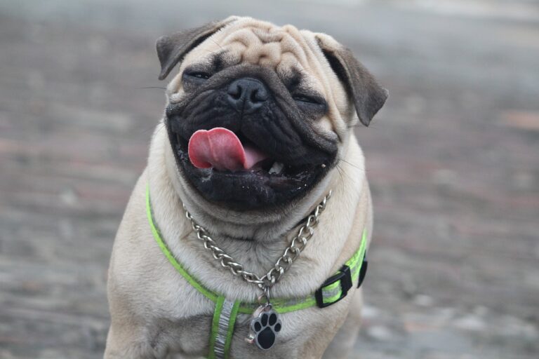 Carlino: storia, aspetto, carattere, cura e prezzo - Veterinari.it