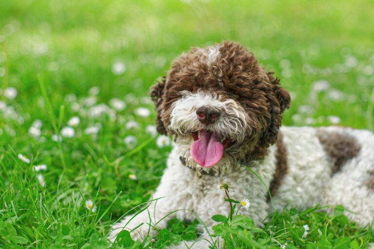 Lagotto Romagnolo: storia, aspetto, carattere, cura e prezzo