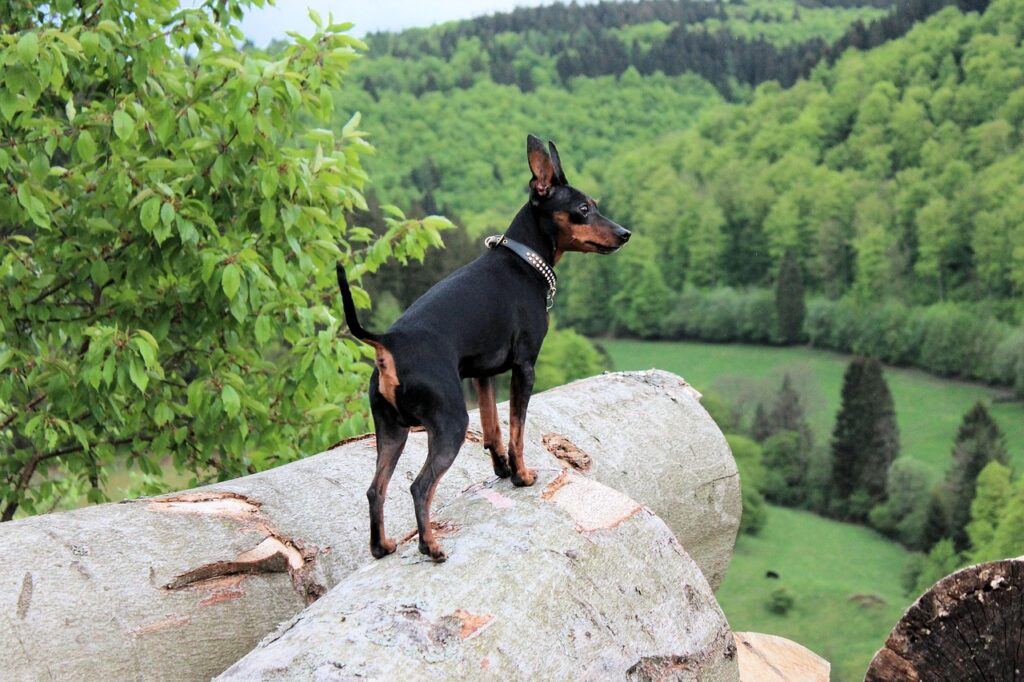 Pinscher: storia, aspetto, carattere, cura e prezzo
