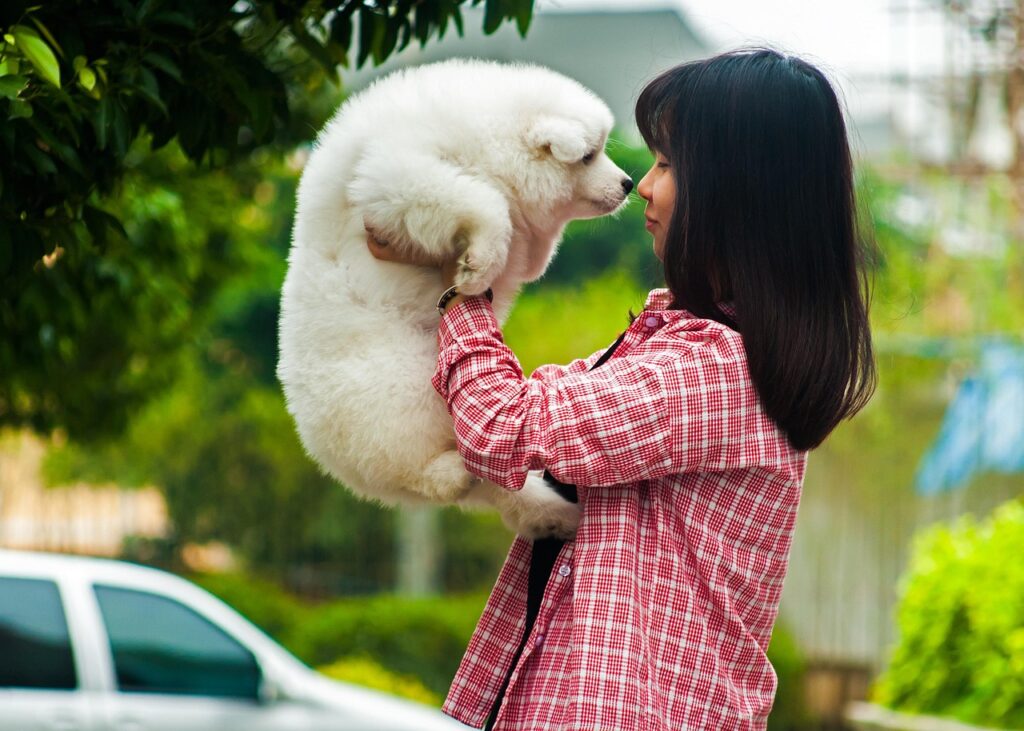 Samoiedo: storia, aspetto, carattere, cura e prezzo - Veterinari.it