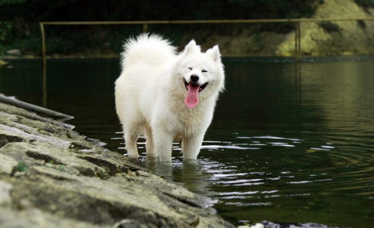 Samoiedo: storia, aspetto, carattere, cura e prezzo - Veterinari.it