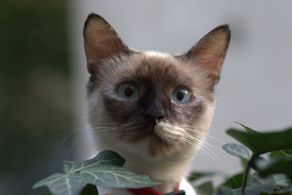 Gatto Birmano: storia, aspetto, carattere, cura e prezzo - Veterinari.it