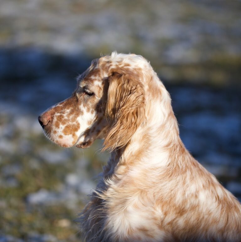 Setter Inglese: Storia, Aspetto, Carattere, Cura e Prezzo - Veterinari.it