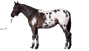 Cavallo Appaloosa: storia, aspetto, carattere, cura e cultura ...