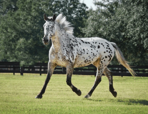 Cavallo Appaloosa: storia, aspetto, carattere, cura e cultura ...