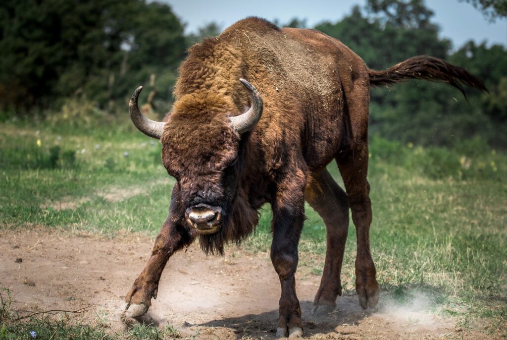 Bisonte - Veterinari.it