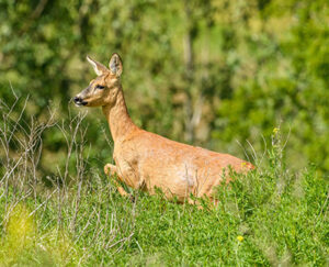Capriolo - Veterinari.it