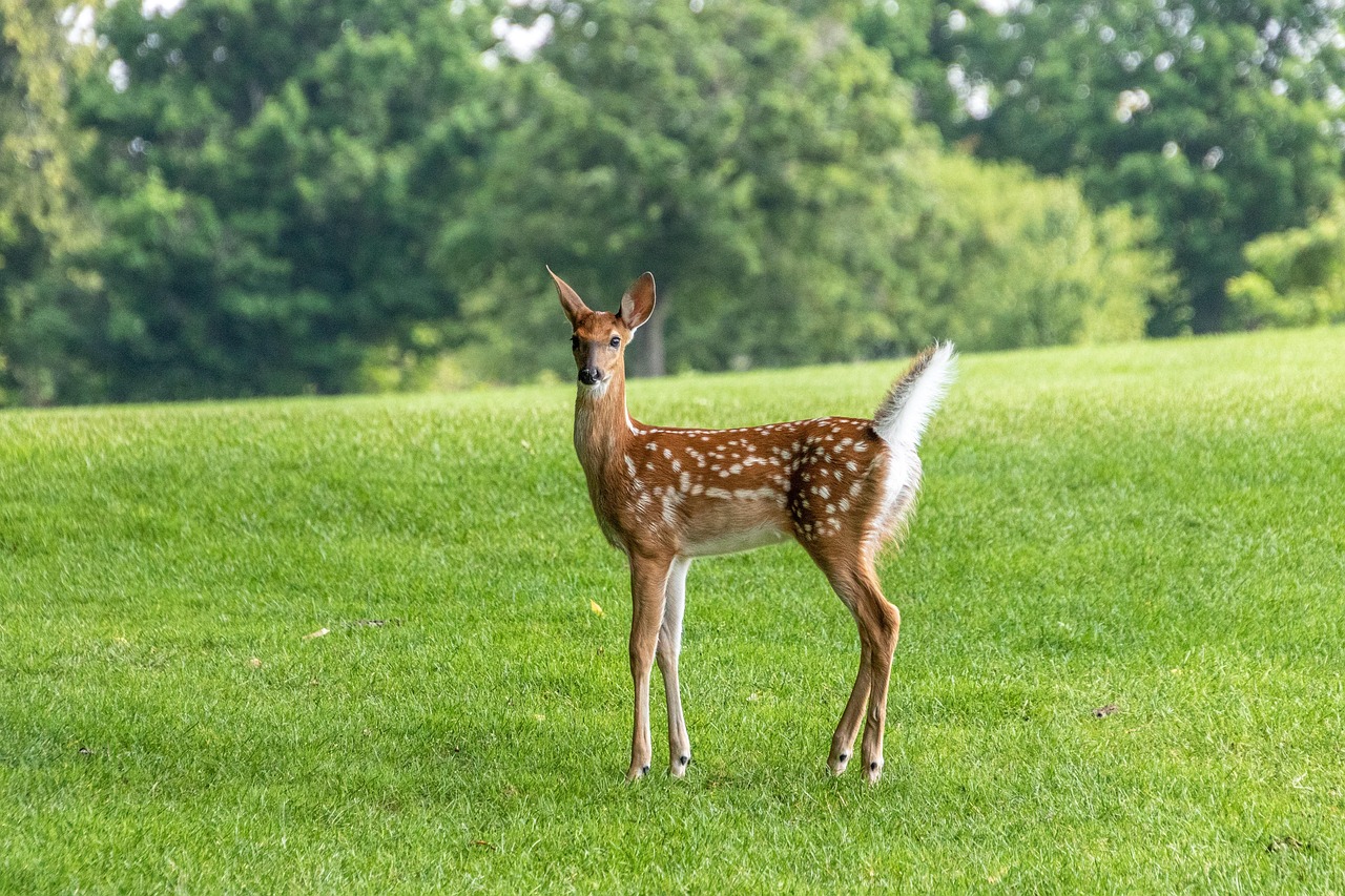 Cerbiatto - Veterinari.it