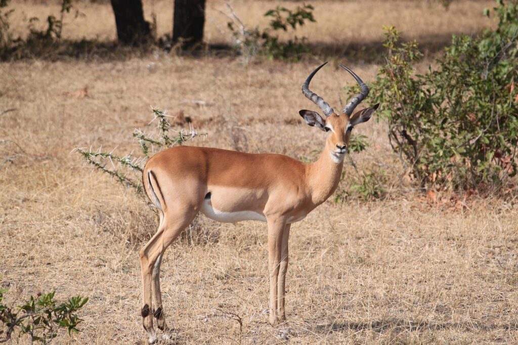 Gazzella Africana