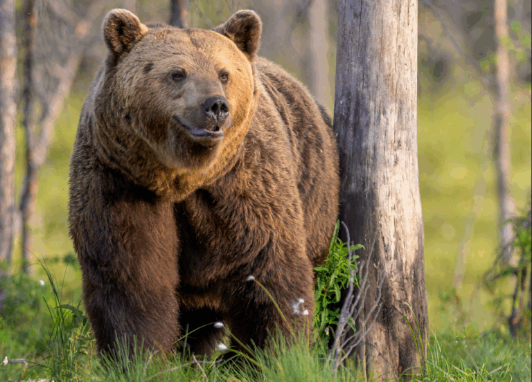 Orso Bruno - Veterinari.it