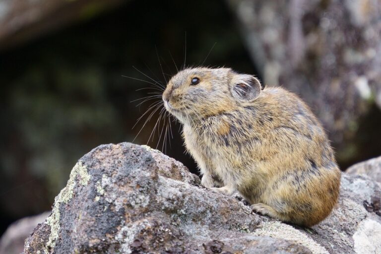 Pika - Veterinari.it