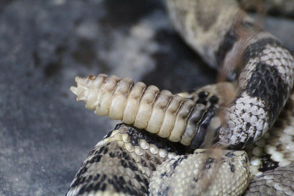 Serpente a sonagli - Veterinari.it