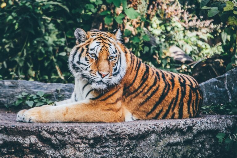 Tigre - Veterinari.it
