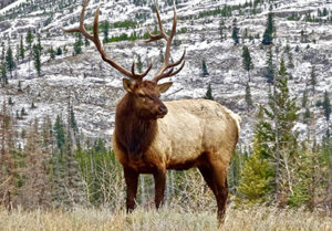 Wapiti - Veterinari.it
