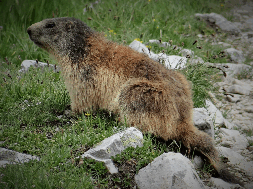 Marmotta - Veterinari.it