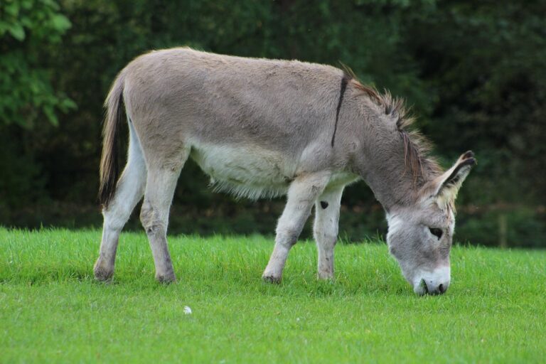 Asino Romagnolo: storia, aspetto, carattere, cura e cultura - Veterinari.it