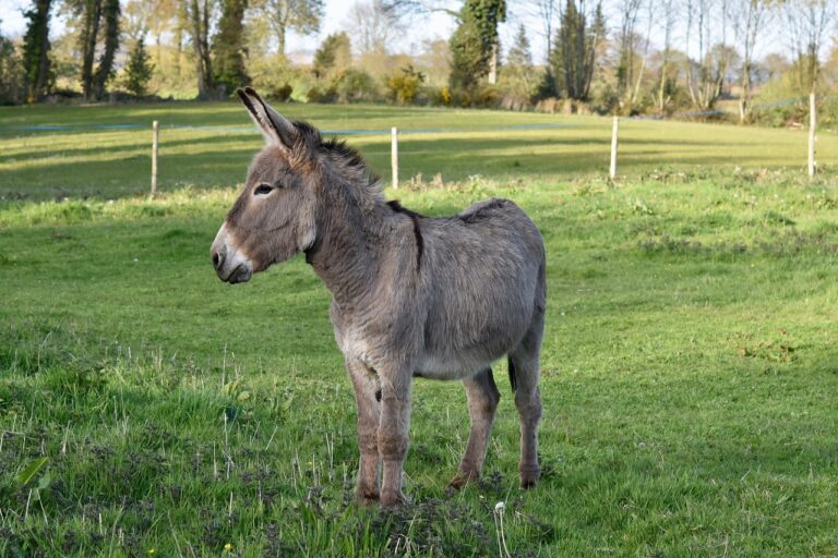 Asino Romagnolo: storia, aspetto, carattere, cura e cultura - Veterinari.it
