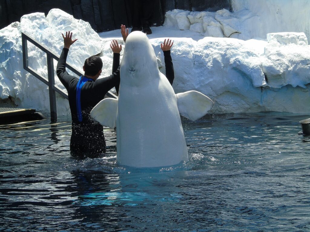 Beluga - Veterinari.it