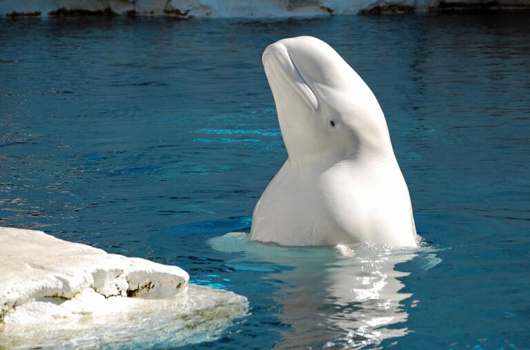 Beluga - Veterinari.it