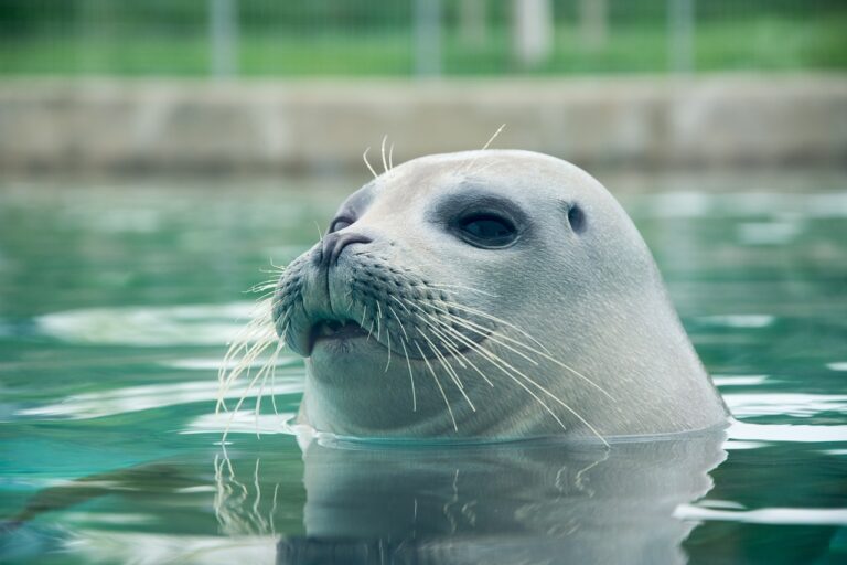 Foca - Veterinari.it