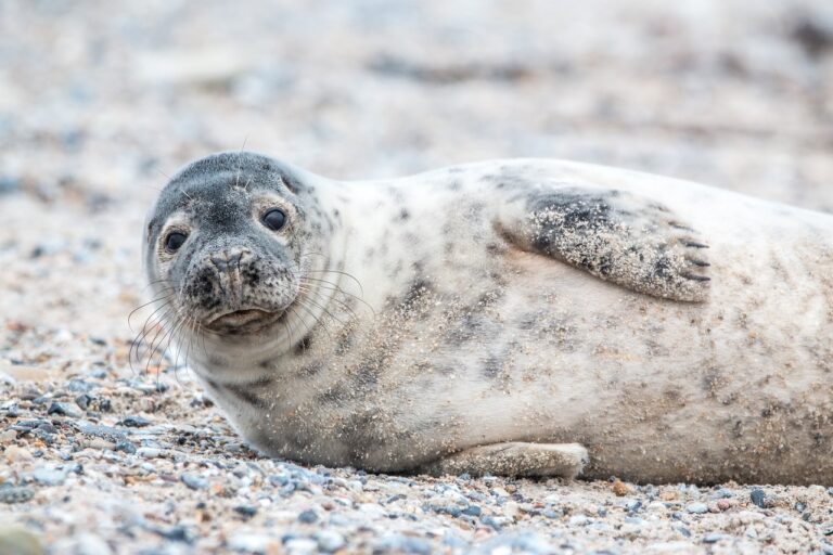 Foca - Veterinari.it
