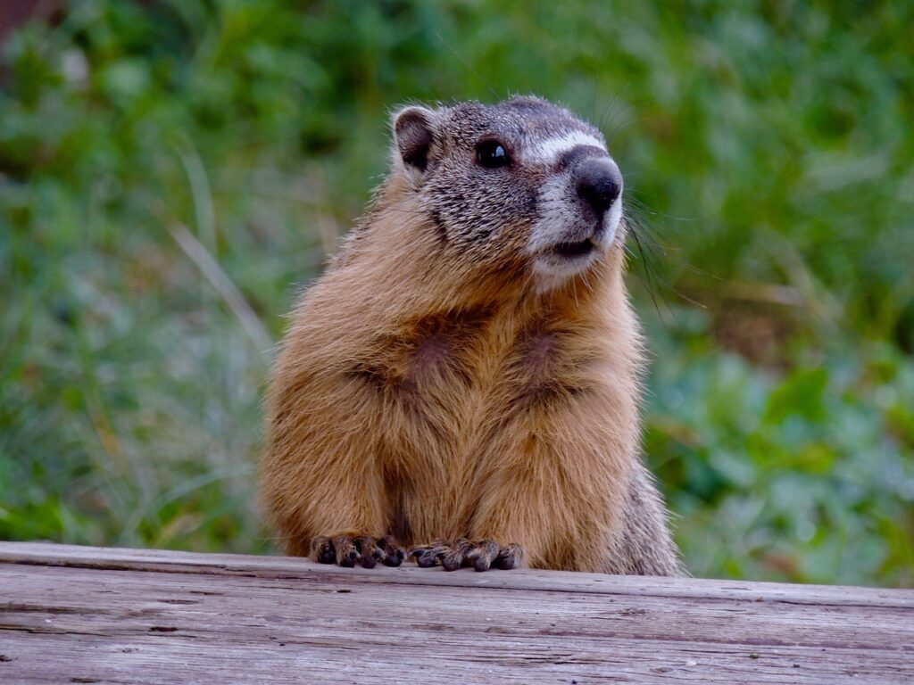 Marmotta - Veterinari.it