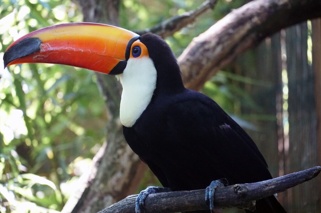 Tucano - Veterinari.it