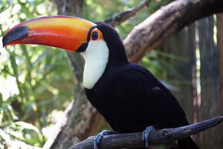 Tucano - Veterinari.it