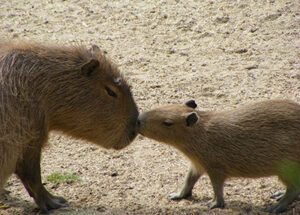 Capibara - Veterinari.it