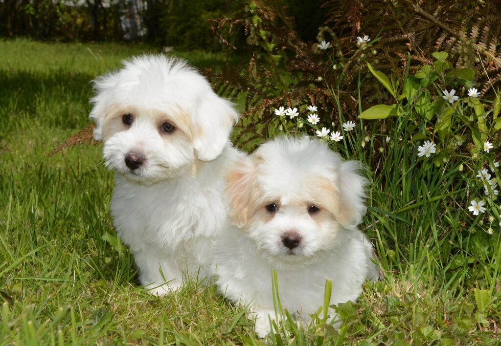 Coton de Tulear: storia, aspetto, carattere, cura e prezzo - Veterinari.it