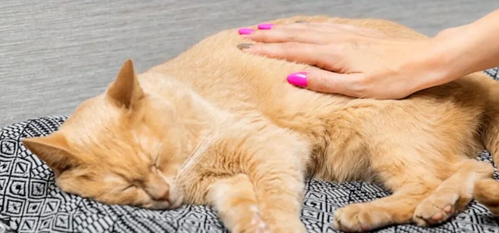 Tigna gatto: sintomi, diagnosi e cura - Veterinari.it